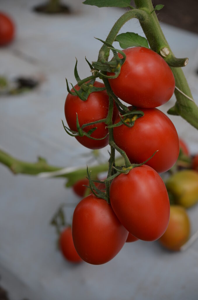 Tomate Archives - Mexico