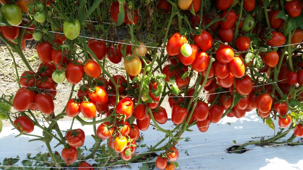 Tomate Archives - Mexico