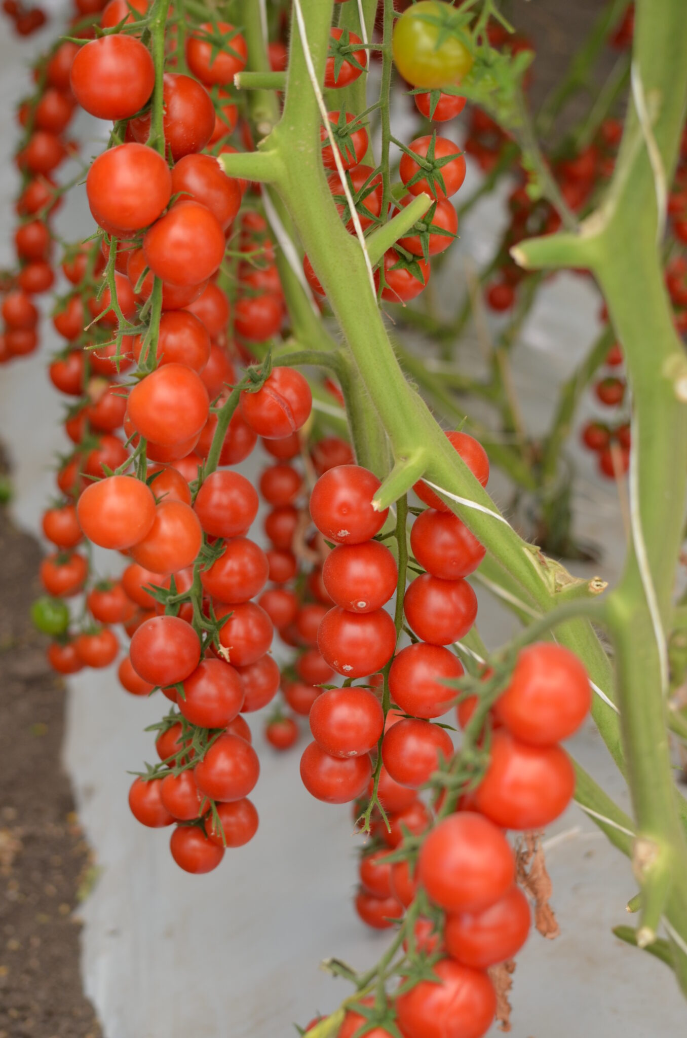 Tomate Archives - Mexico