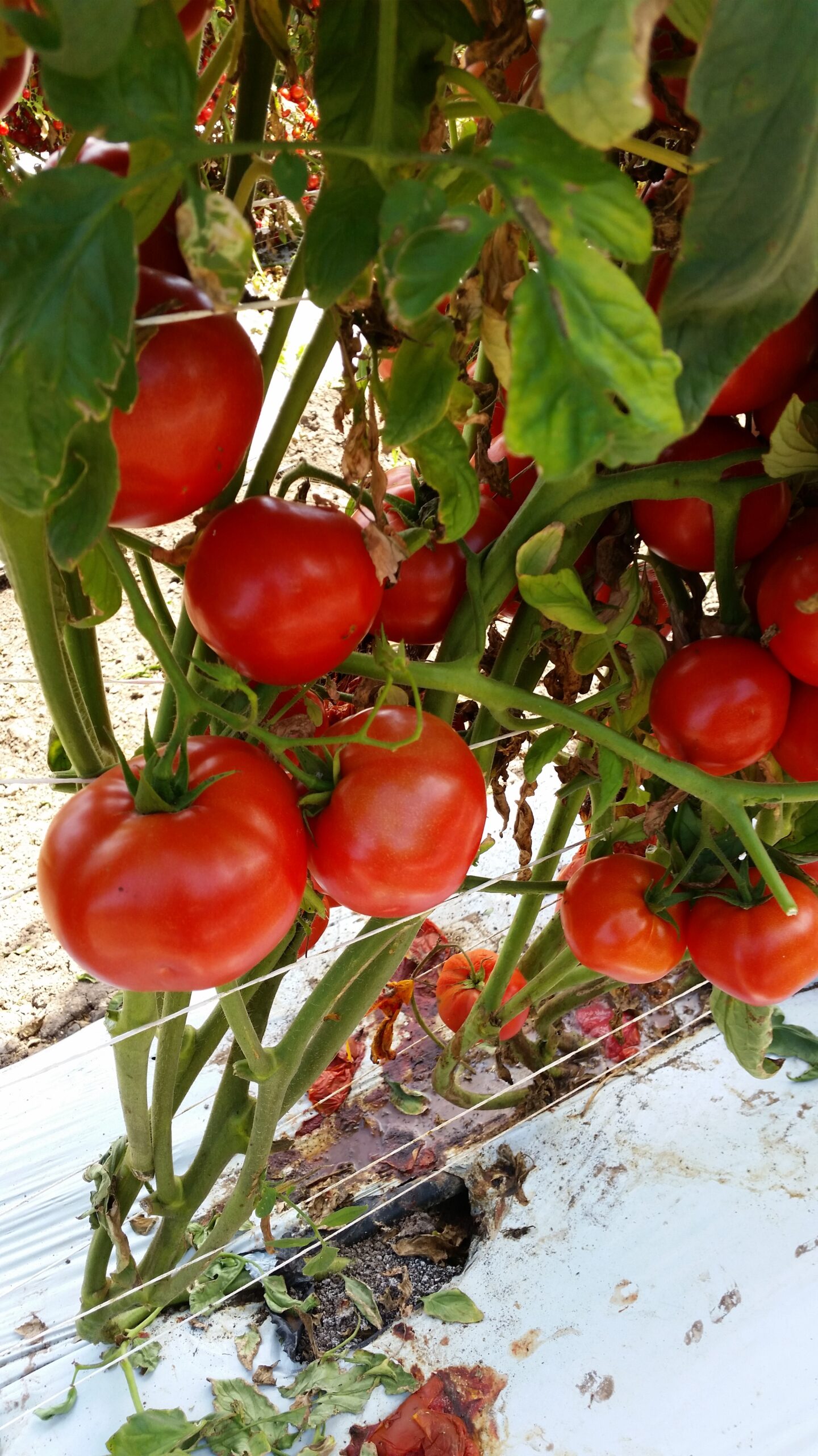 Tomato Archives - Mexico