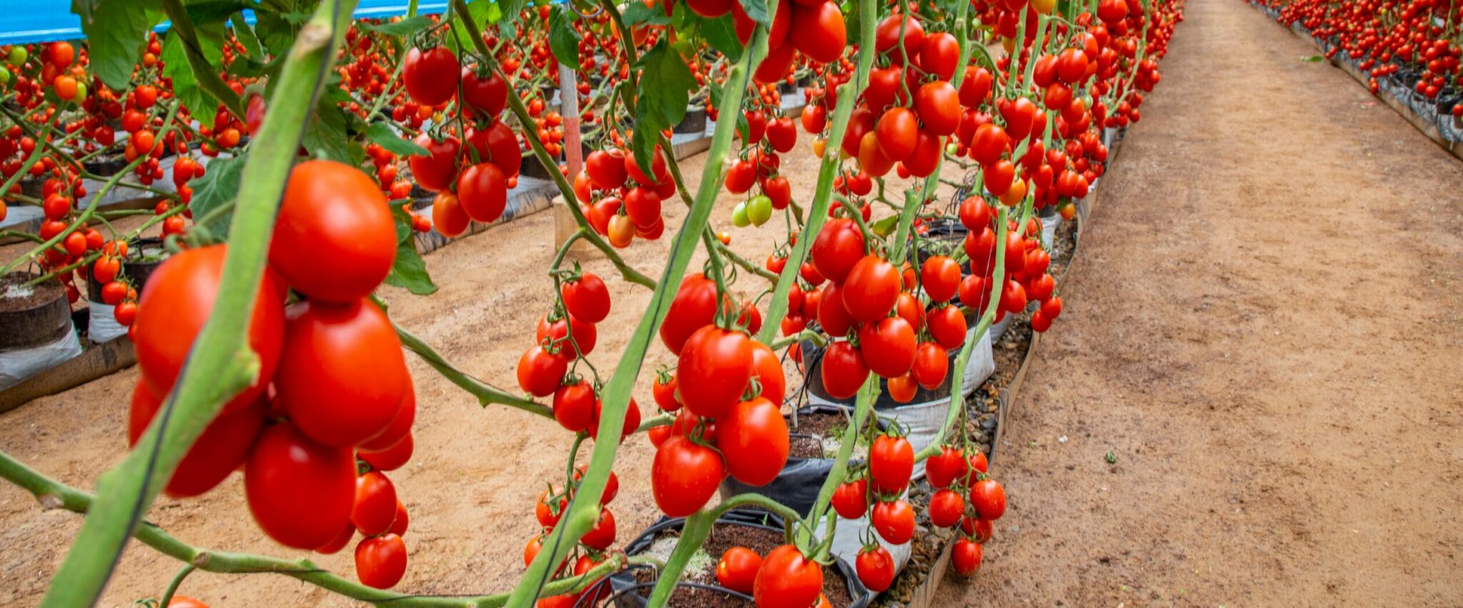 Variedades de tomate Hazera con resistencia IR ToBRFV en México: El ...