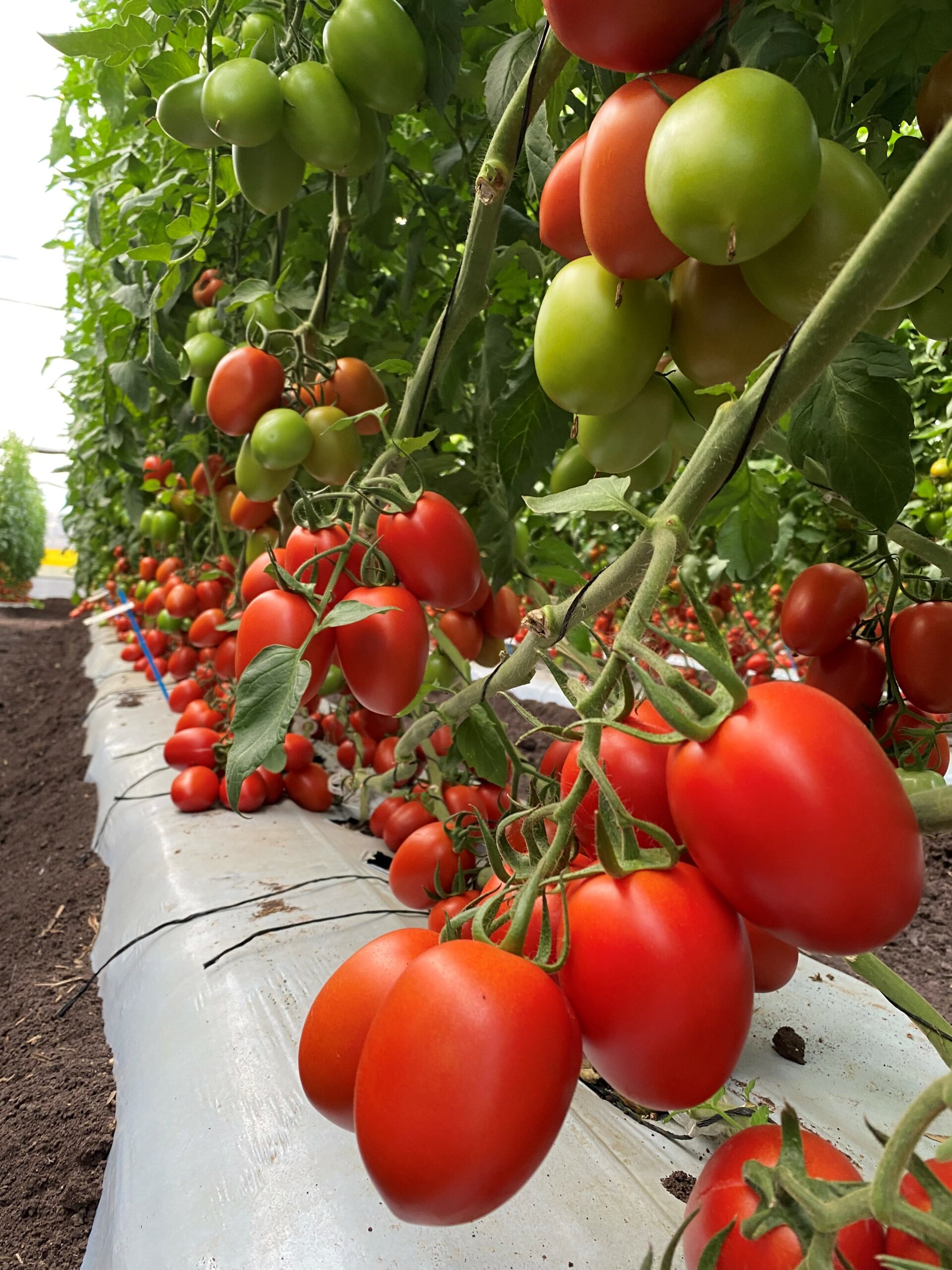Variedades de tomate Hazera con resistencia IR ToBRFV en México: El equilibrio óptimo entre ...